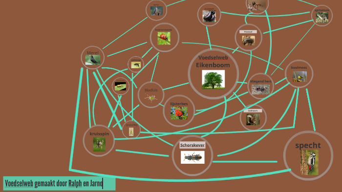 Voedselweb by jarno ralph hoi on Prezi