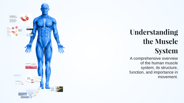 Understanding the Muscle System by Green Sage on Prezi