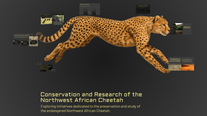 Conservation and Research of the Northwest African Cheetah by Miyah ...