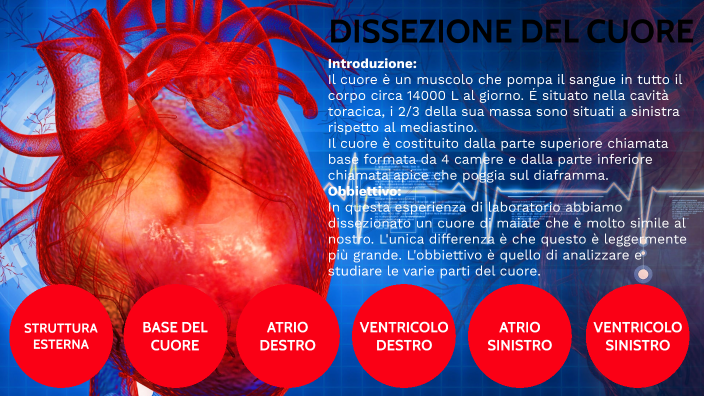 sezione cuore by on Prezi