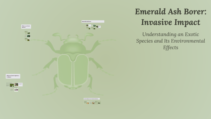 Emerald Ash Borer: Invasive Impact by kayden toth on Prezi