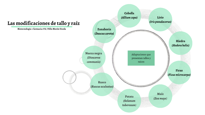Las modificaciones de tallo y raíz by Felix Moron Uceda on Prezi