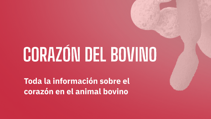 CORAZÓN DEL BOVINO by Wendy Rivero on Prezi