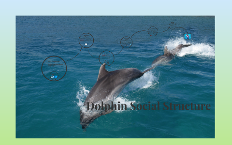 Dolphin Social Structure by David Liang on Prezi
