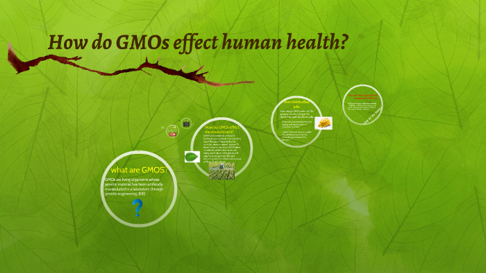 how do GMOs effect human health? by Jackson Payne on Prezi