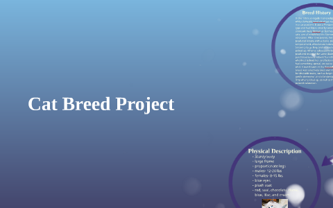 Ragdoll Cat Breed by Jeffrey Koop on Prezi