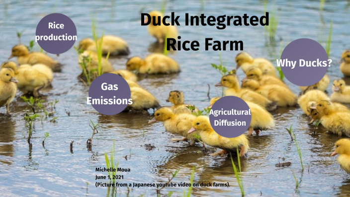 DUck presentation by υикиσωи αѕιαи on Prezi