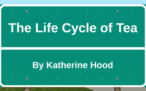 The Life Cycle of Tea by k and j hood on Prezi