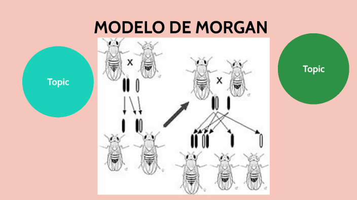 MODELO DE MORGAN by ESTEFANI Martínez Cabrera on Prezi