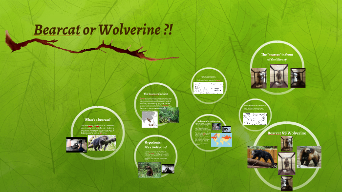Bearcat or Wolverine by Marc Sotelo on Prezi