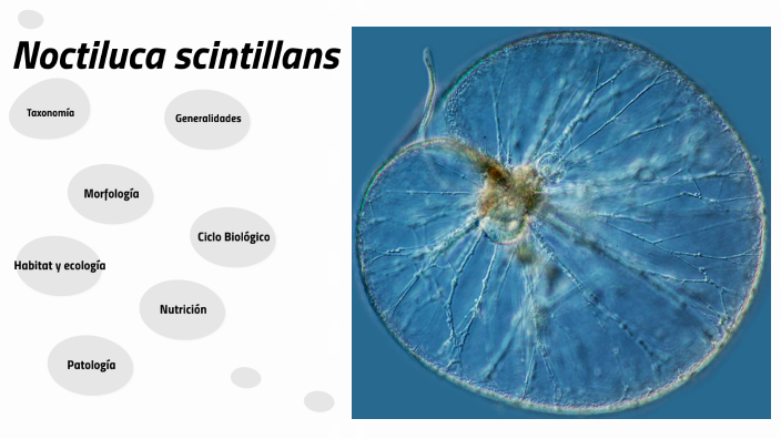 NOCTILUCA SCINTILLANS FÁTIMA ITZEL TORRES ORTIZ by Faty Ortiz on Prezi