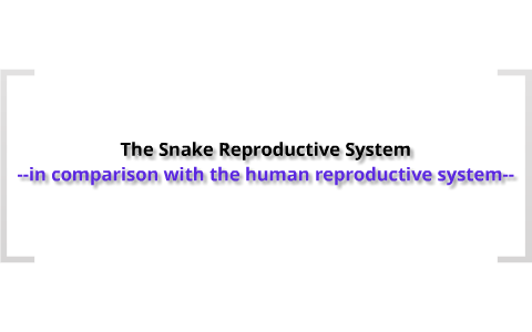 The Snake Reproductive System by S Chesler on Prezi