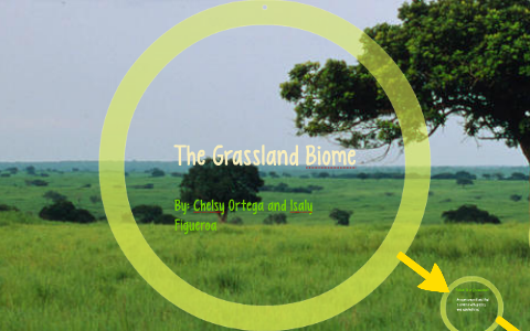 Grassland Biome Presentation by Chelsy Ortega on Prezi