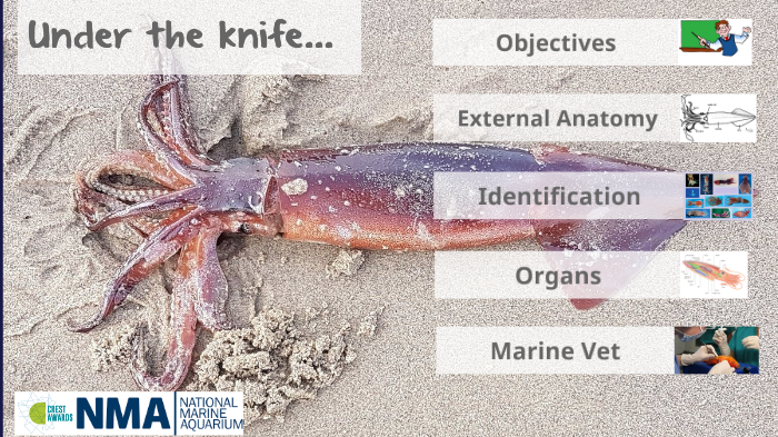 Squid Dissection by Lewis Brown on Prezi
