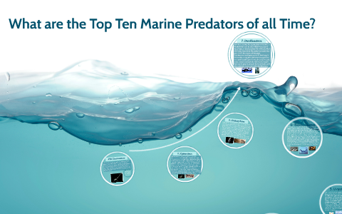 The Top Ten Marine Predators of all Time by Jesse Sieren on Prezi