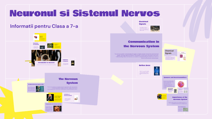 Neuronul si Sistemul Nervos by Sofia Sclipici on Prezi