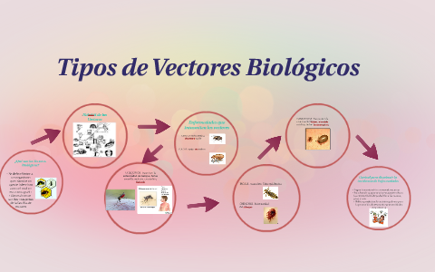 Tipos de Vectores by claudia argandoña gallardo on Prezi