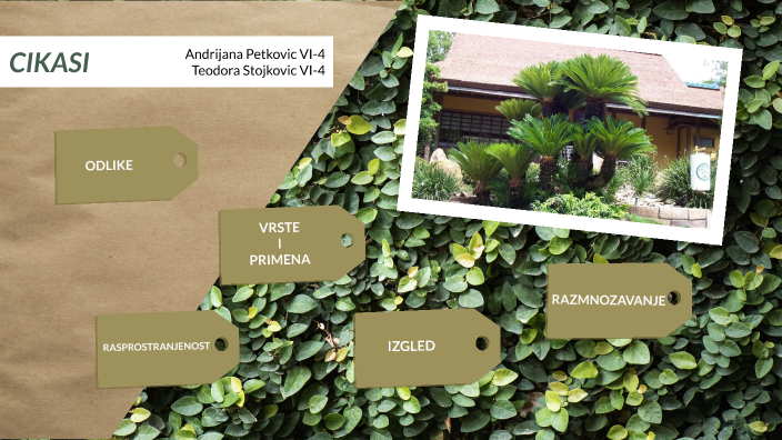 CIKASI by Ines Stanković on Prezi