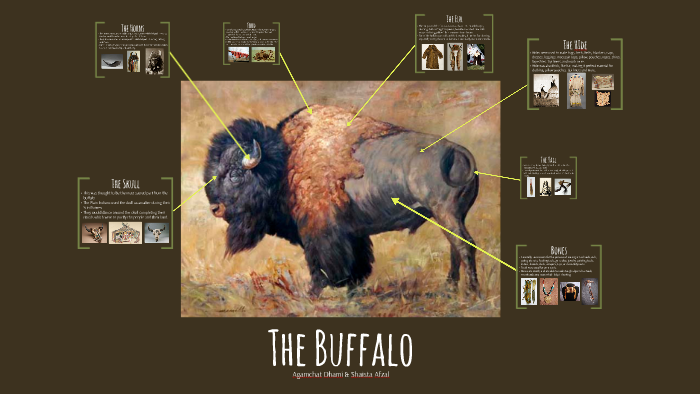 Buffalo Uses by Agamchet Dhami on Prezi