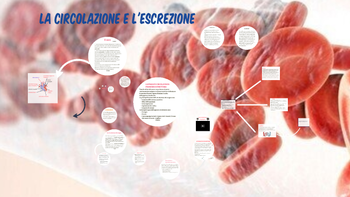 D5 La circolazione e l'escrezione by Maura Savi on Prezi