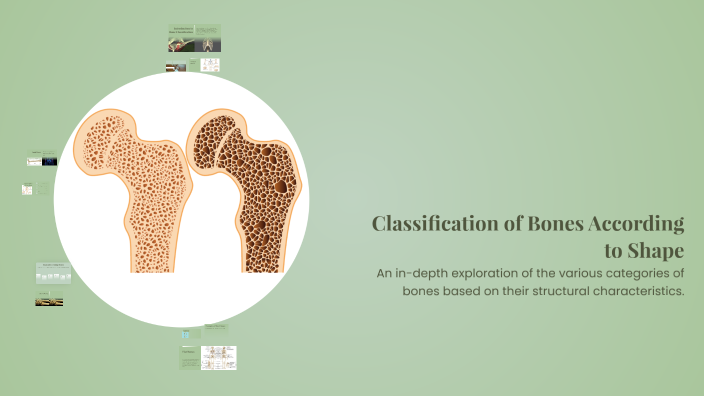 Classification of Bones According to Shape by abdullah behlol on Prezi
