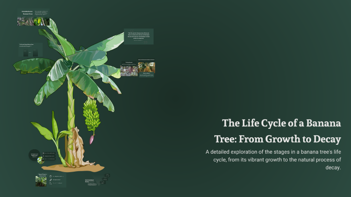 The Life Cycle of a Banana Tree: From Growth to Decay by Priyanka Ghosh ...
