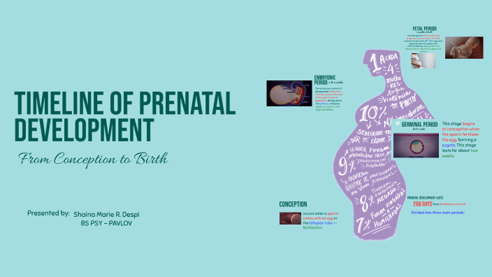 Timeline of Prenatal Development by Shaina Despi on Prezi