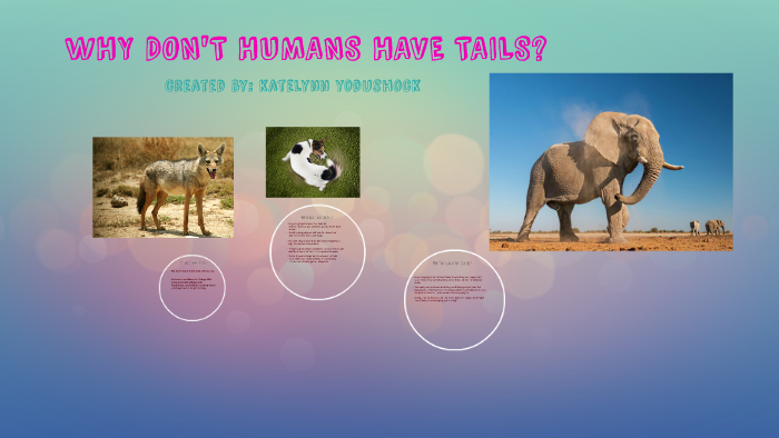 Why Don T Humans Have Tails By Karen Callis