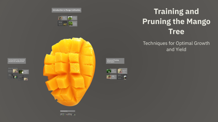 Training and Pruning the Mango Tree by Steven Jimenez on Prezi