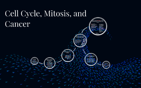 Cell Cycle, Mitosis, and Cancer by Melissa Flowerdew on Prezi