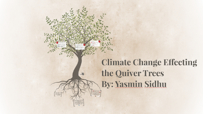 Climate Change Effecting the Quiver Trees by Yasmin S on Prezi
