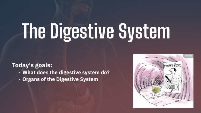 Digestive System Overview by Will Hughes on Prezi