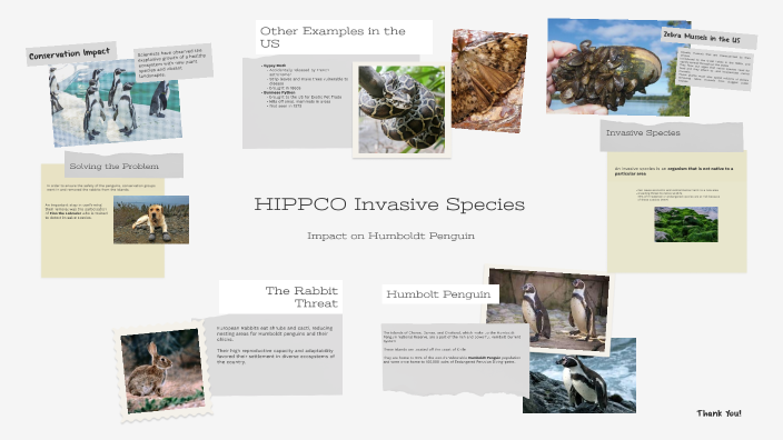 HIPPCO and Invasive Species by Norah Sutton on Prezi