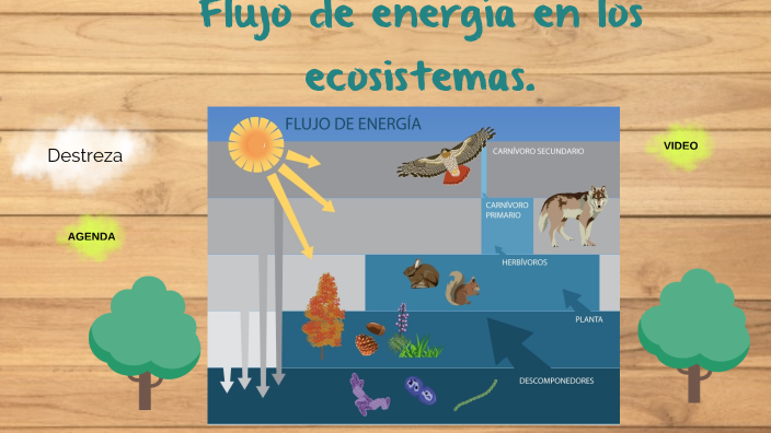 7° Flujo de energía en el Ecosistema by julian sanchez camargo on Prezi