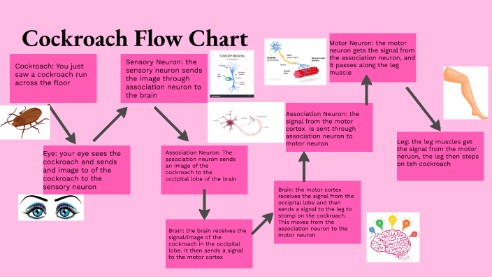 flow chart by Elena Papanicolaou on Prezi