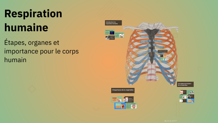 Respiration humaine by Amani Jbara on Prezi
