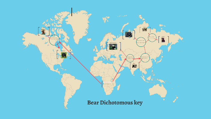 Bear Dichotomous Key by Santiago Rivera on Prezi