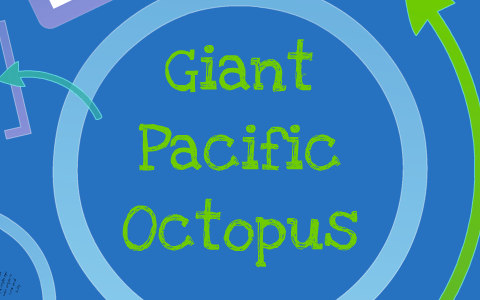 Giant Pacific Octopus by Tess Layer on Prezi
