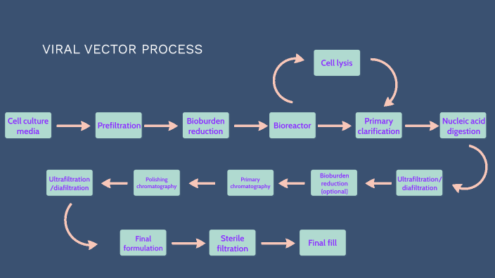 Viral Vector Process by irem yazici on Prezi