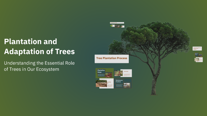Plantation and Adaptation of Trees by Almas Anjum on Prezi