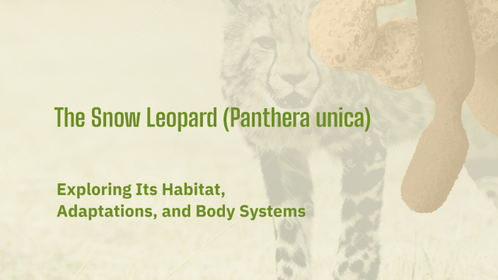Exploring the Snow Leopard by Rohan Pradeeparaj on Prezi