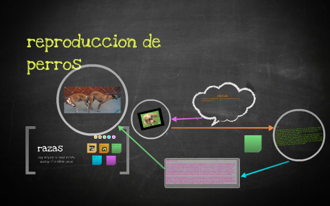 reproduccion de perros by 5B altair on Prezi