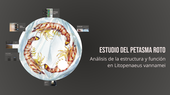 Estudio del Petasma Roto by EDINSON IVAN HERRERA FAJARDO on Prezi
