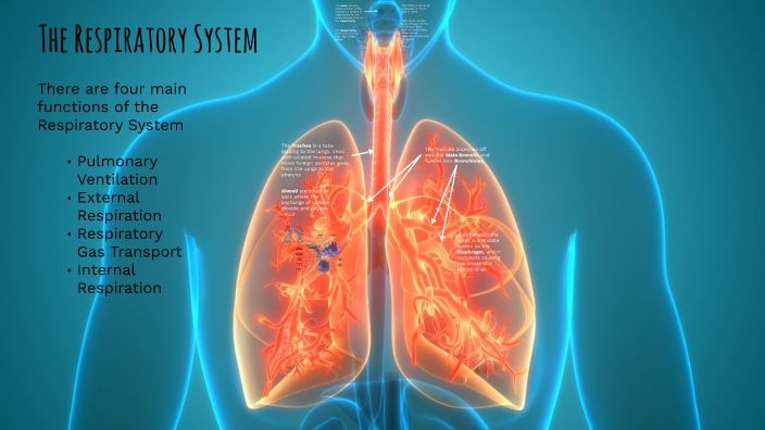 The Respiratory System by Hailey Slaughter on Prezi
