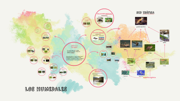 LOS HUMEDALES by Natalia Pastor on Prezi