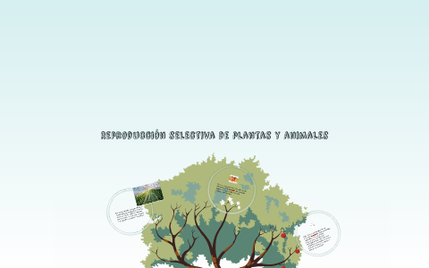 Reproducción selectiva de plantas y animales by Rosa Arias on Prezi