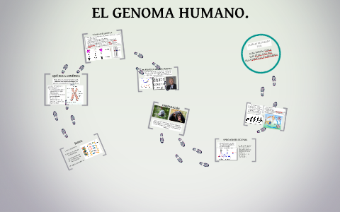 EL GENOMA HUMANO. by Elia Alba Olga Merchi PBRM on Prezi