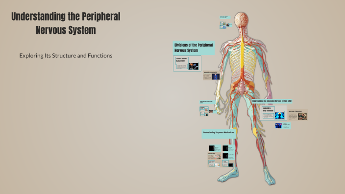 Understanding the Peripheral Nervous System by Joshua Mugabi on Prezi