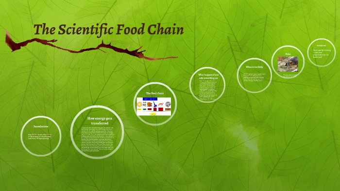 science food chain by chiraag sharma on Prezi