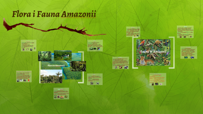 Flora I Fauna w Amazonii by Zack Greinert on Prezi